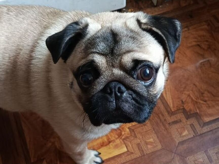 Мопс