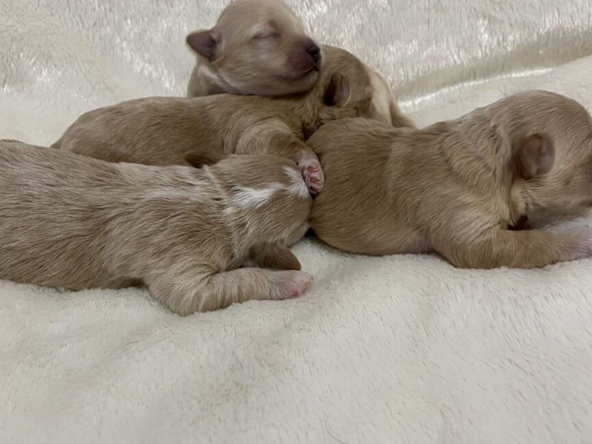 Maltipoo f1