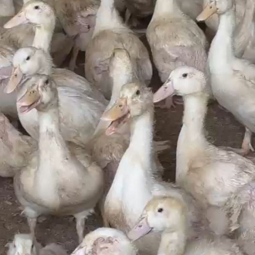 Утки бройлерные