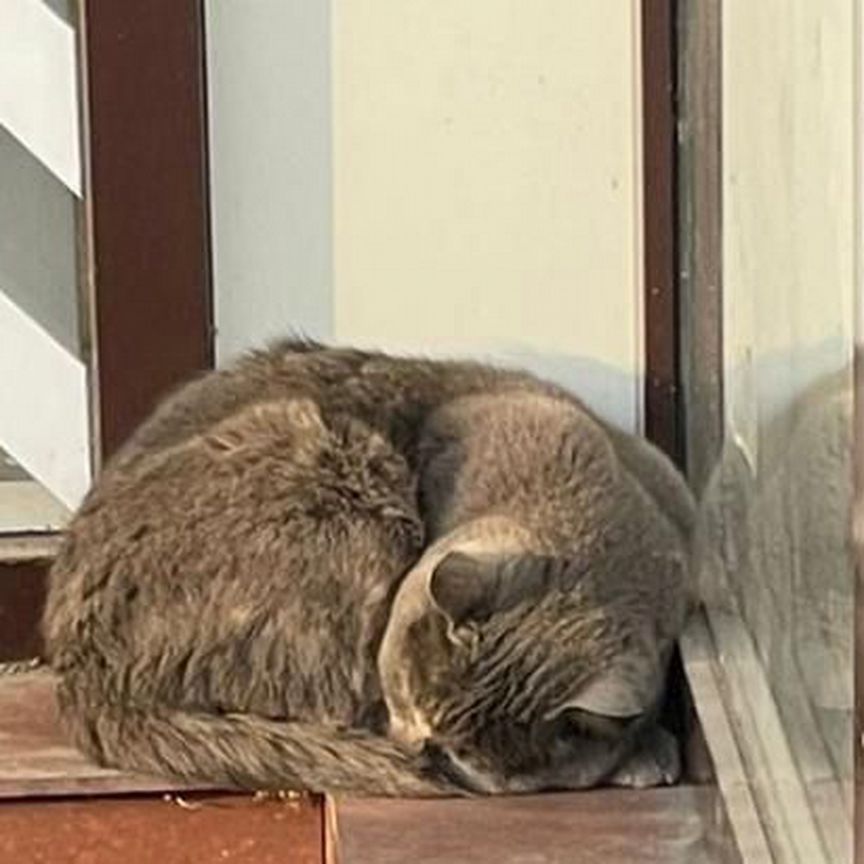 Кошечка ждала как Хатико
