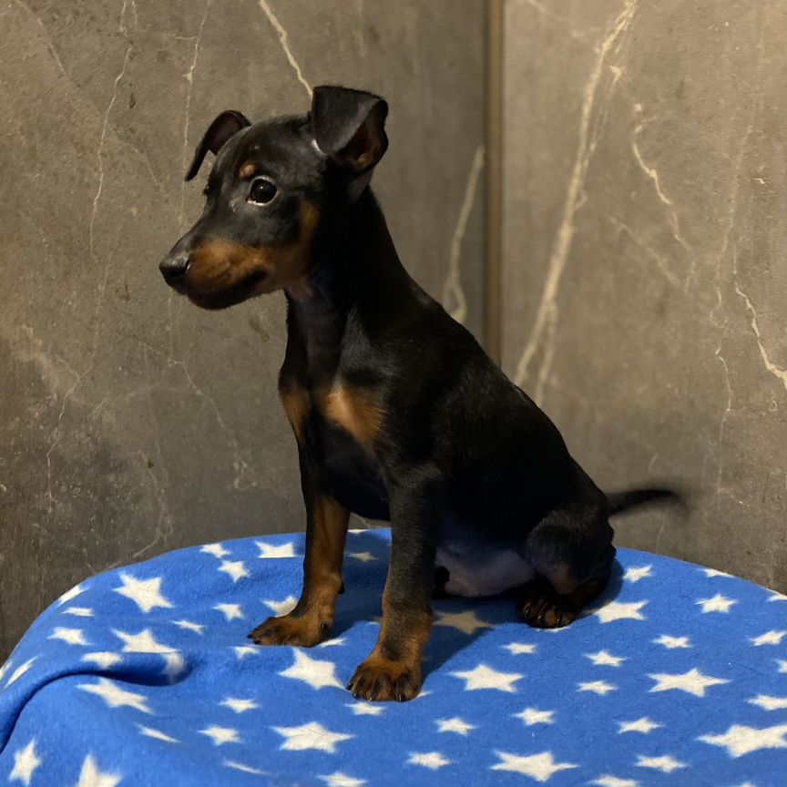 Мальчик цвергпинчер