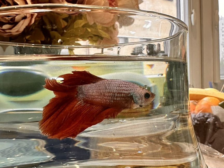 Рыбка петушок самец красный