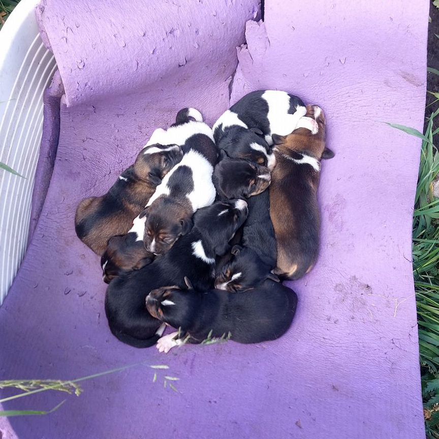 Щенки пастушья овчарка