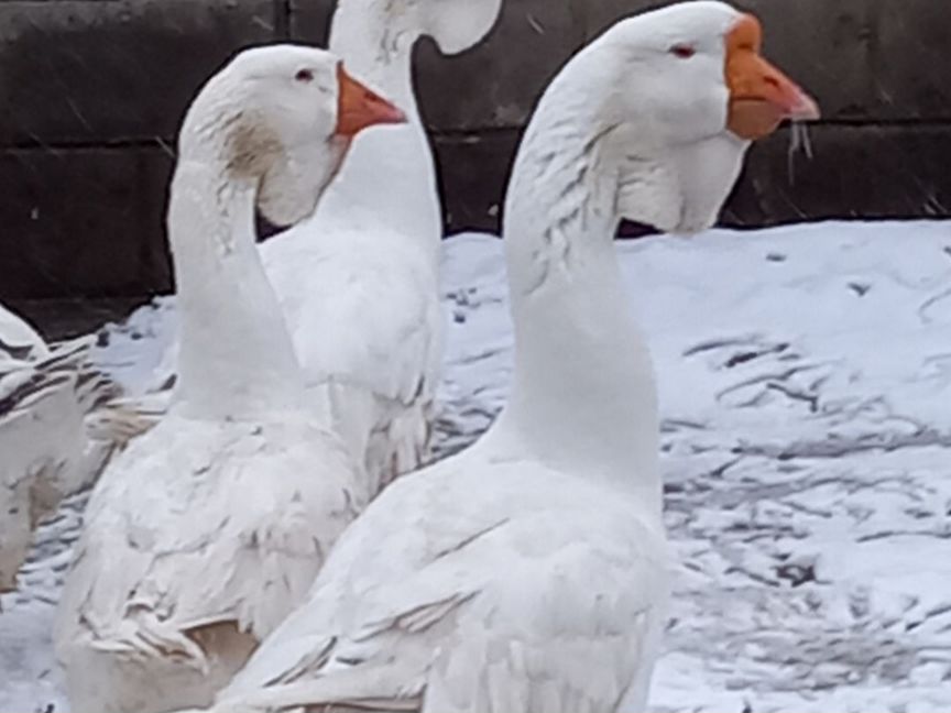 Холмогорские гуси