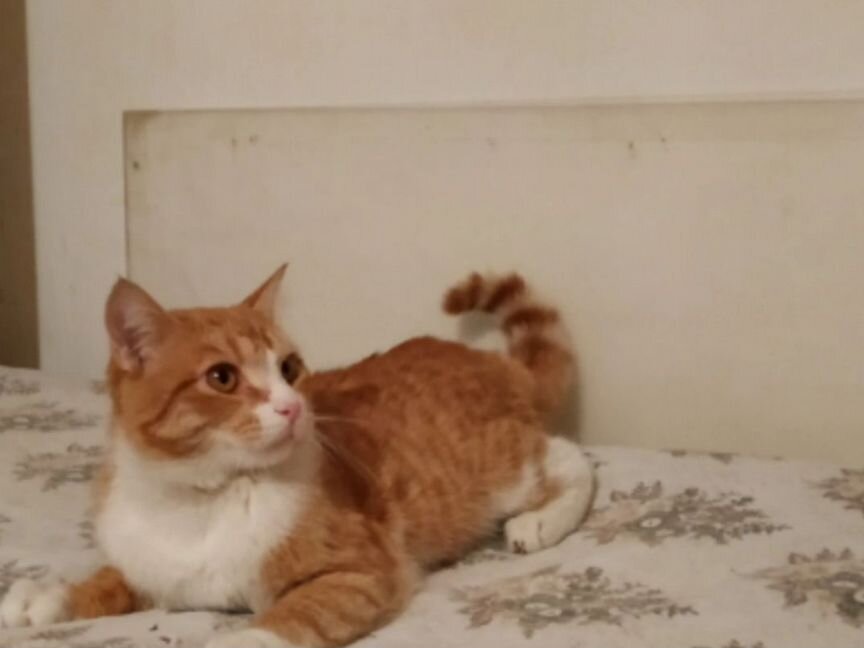 Ищем дом котики Тоши