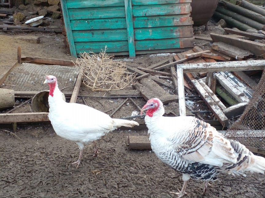 Индюки степные