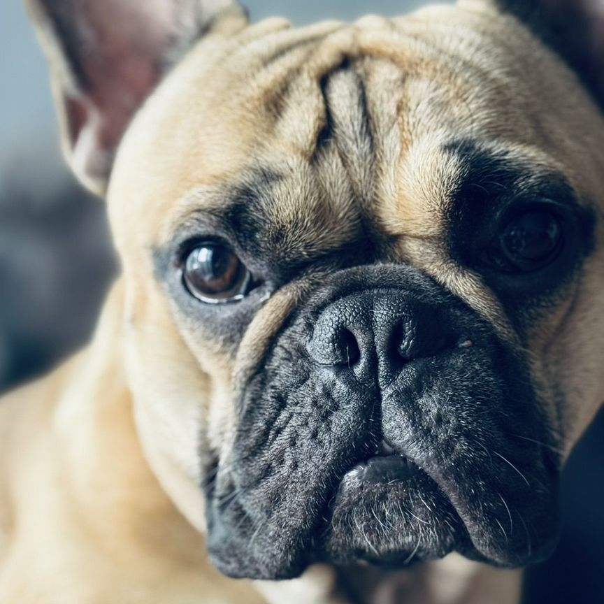 Вязка собак французский бульдог