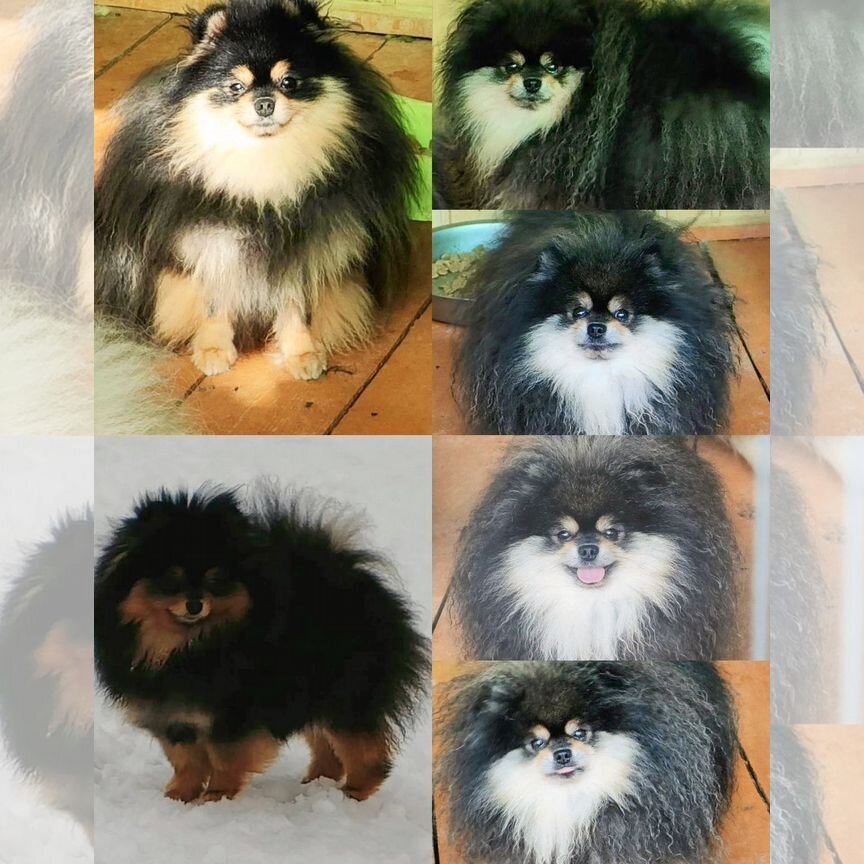 Черно подпалый мальчик с документами РКФ