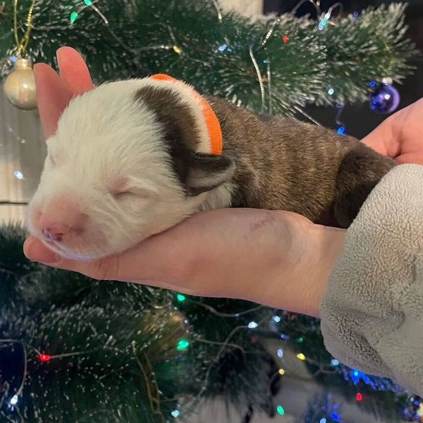 Вельш Корги Кардиган, щенок