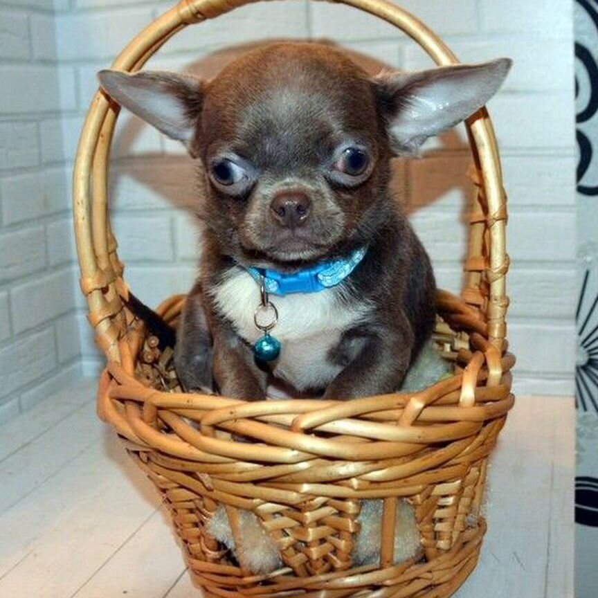 Чихуахуа, щенок