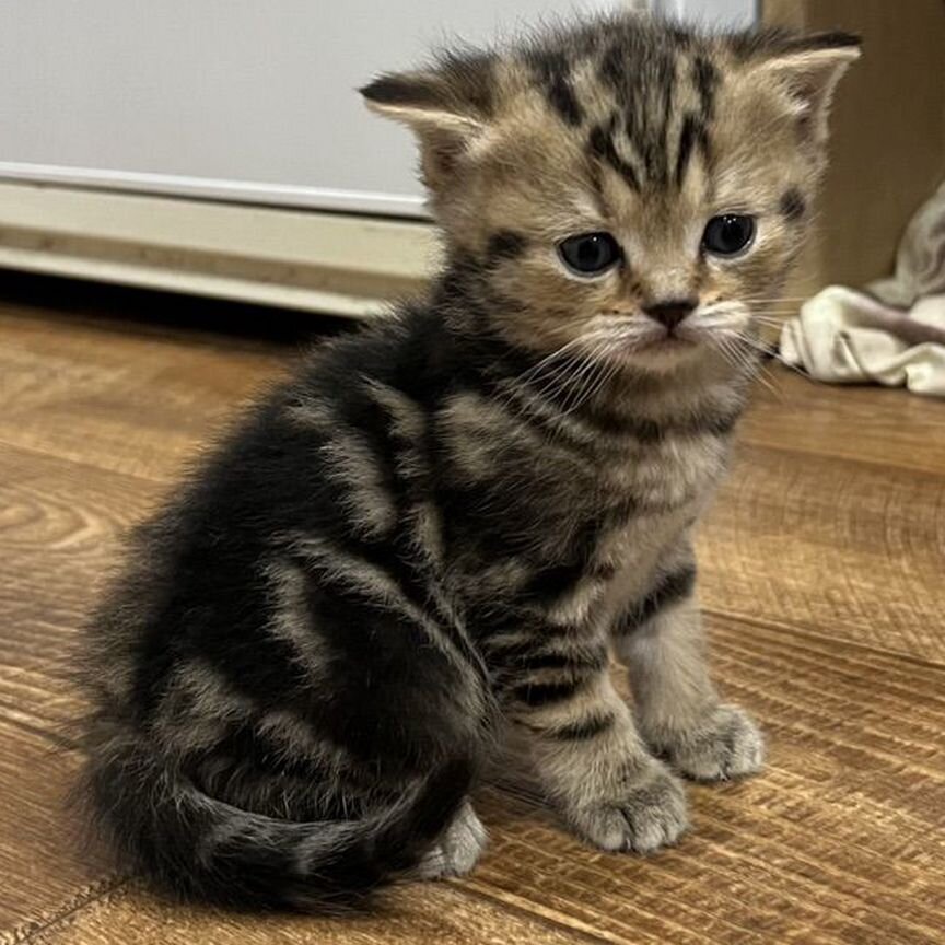 Шотландский вислоухий короткошёрстный котёнок