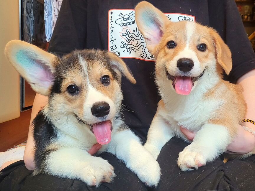 Вельш-корги пемброк