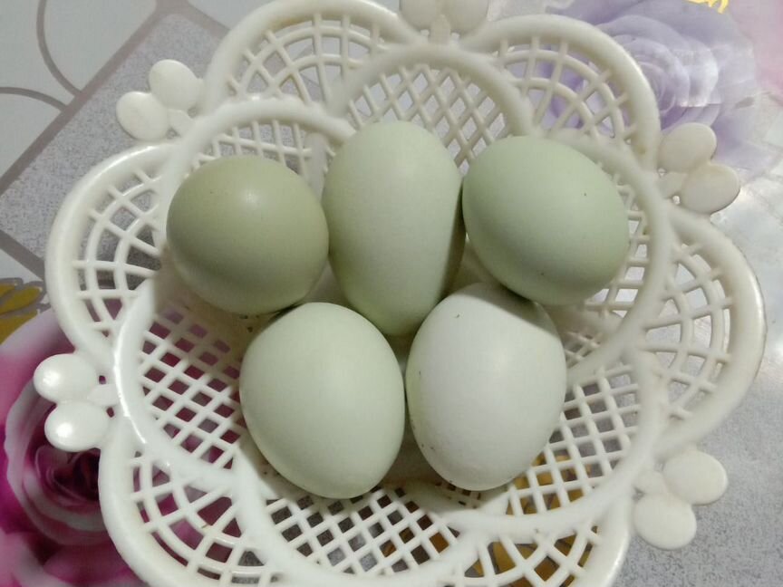 Яйца для инкубации