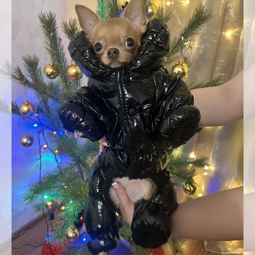 Зимняя одежда для собак