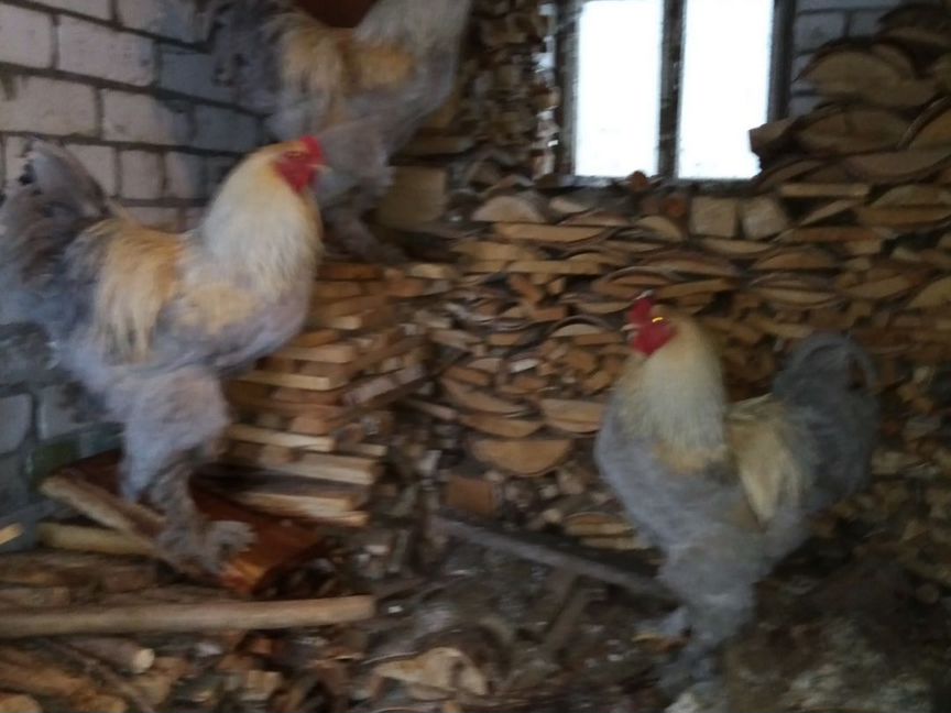 Петухи Брама Изабелла на племя