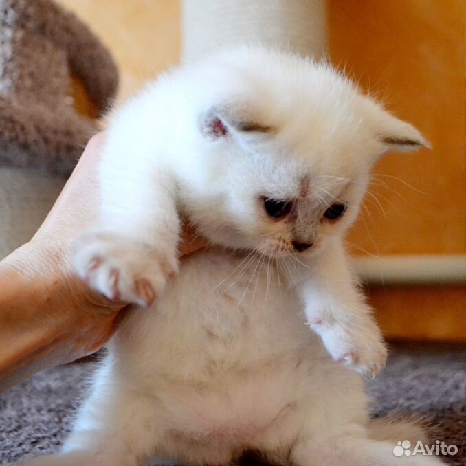 Британская блондиночка блю-пойнт черепаха