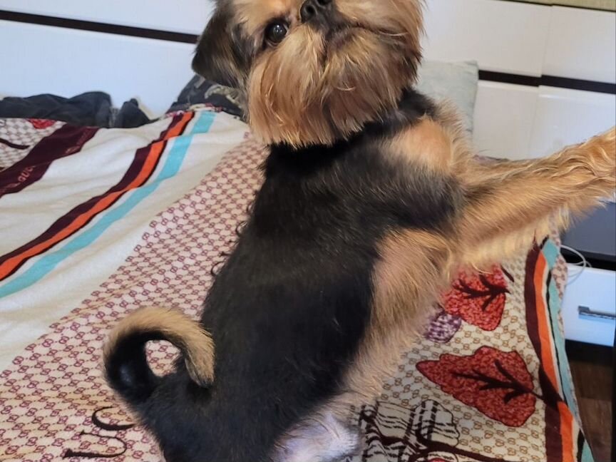 Бельгийский гриффон, кобель вязка