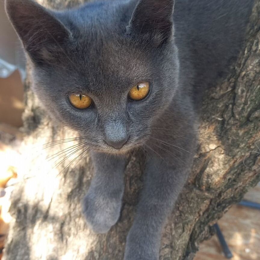 Котенок от Британки