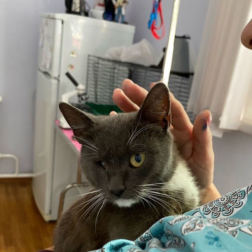 Кошка в дар бесплатно