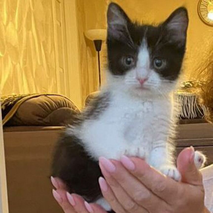 Котёнок в добрые руки