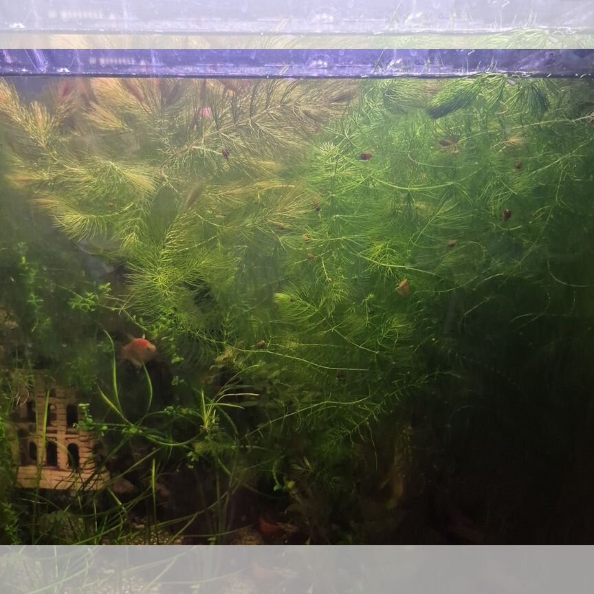 Роголистник,веточки 20 см 5штук