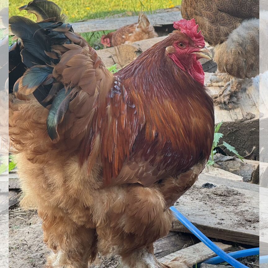 Куры и петухи Брама