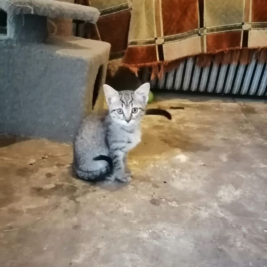 Котики бесплатно в добрые руки