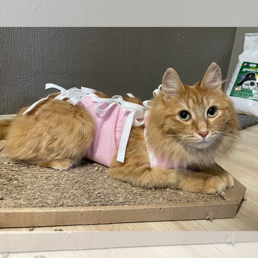 Взрослая, Девочка кошка в добрые руки