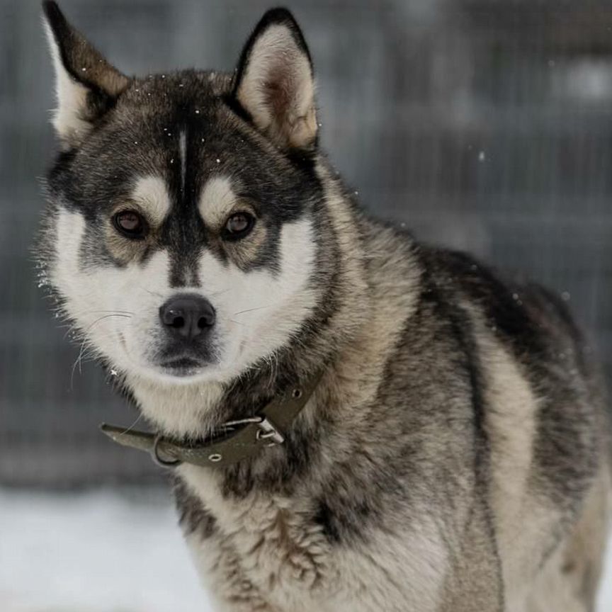 Сибирский хаски