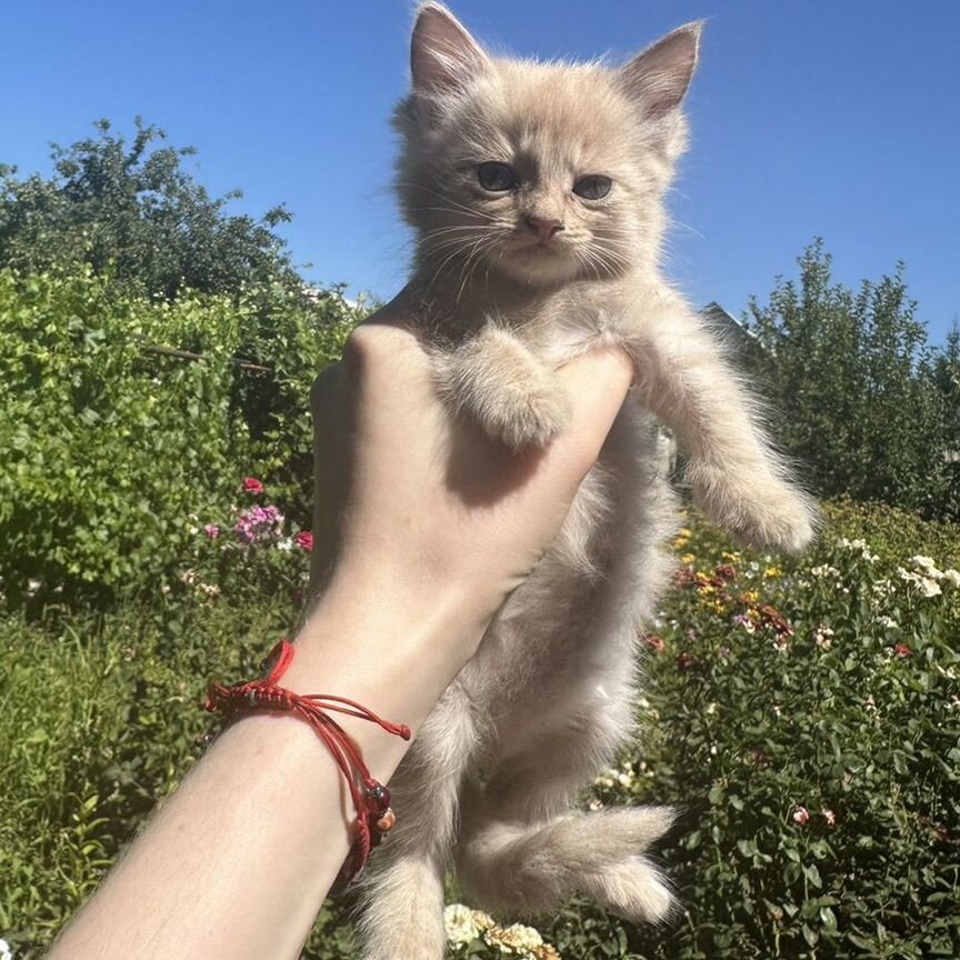 Кошки