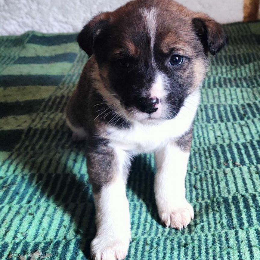 Маленькие комочки ищут дом