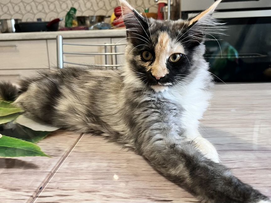 Котята мейн-кун