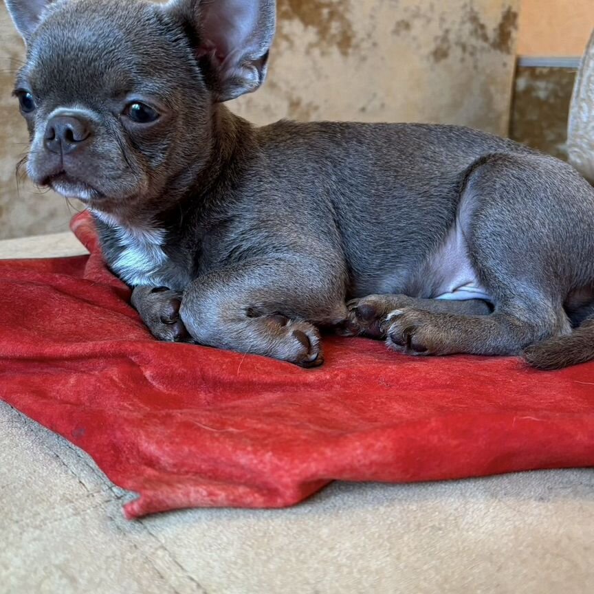 Лиловый красавчик Лорд