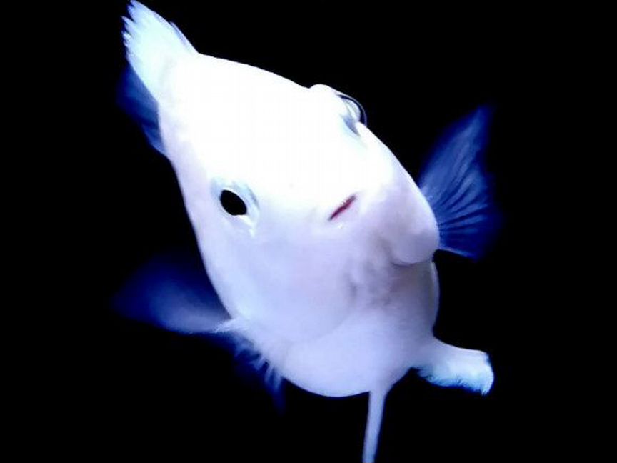 Мини-попугаи платиновые и тигровый (рыбки)