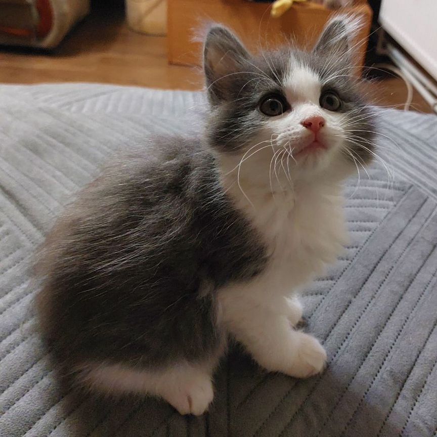Котята в добрые руки бесплатно