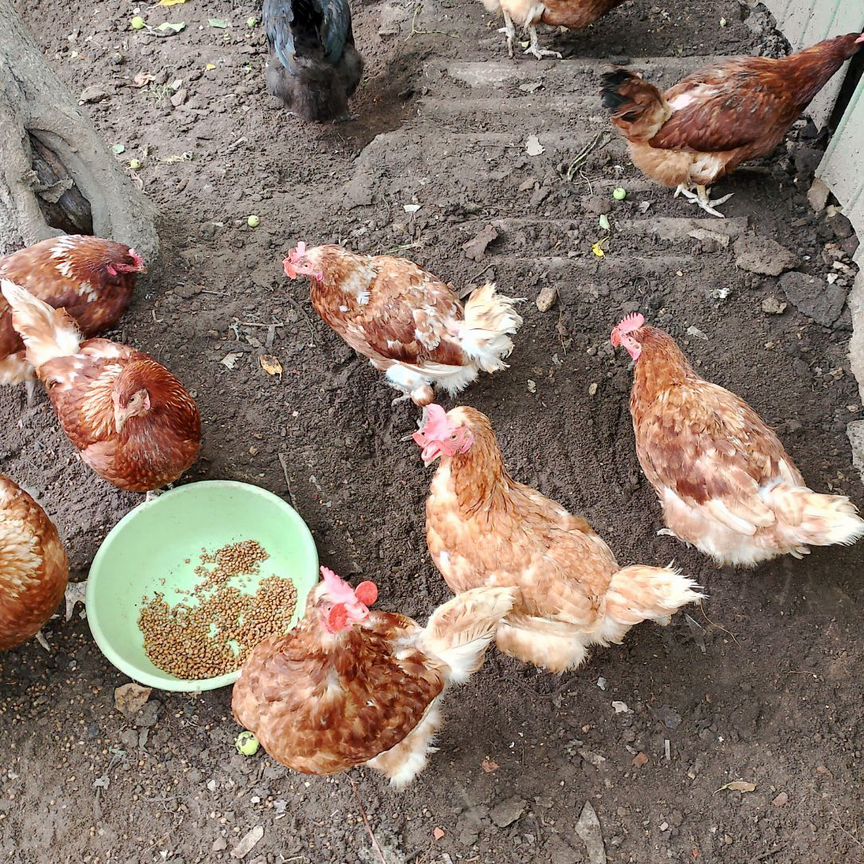 Куры несушки