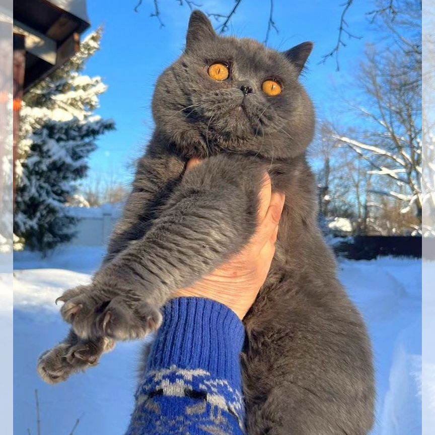 Шотландский прямоухий короткошёрстный, взрослый кот