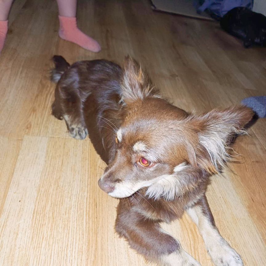 Найдена собака