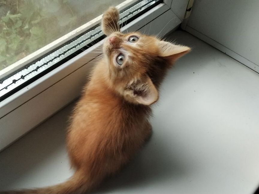 Котята