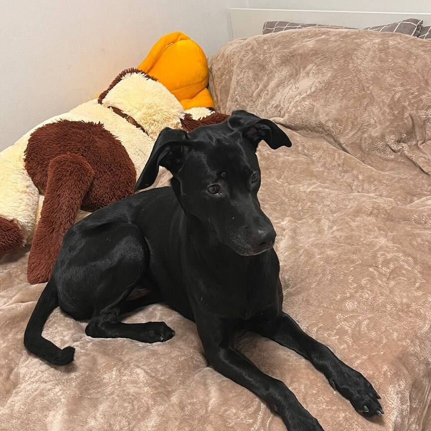 Щенок в добрые руки