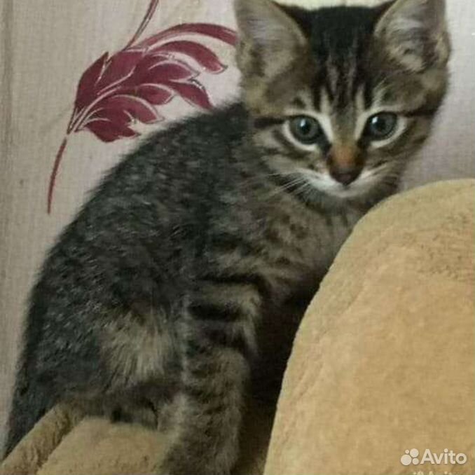 Котишка-малышка ищет дом