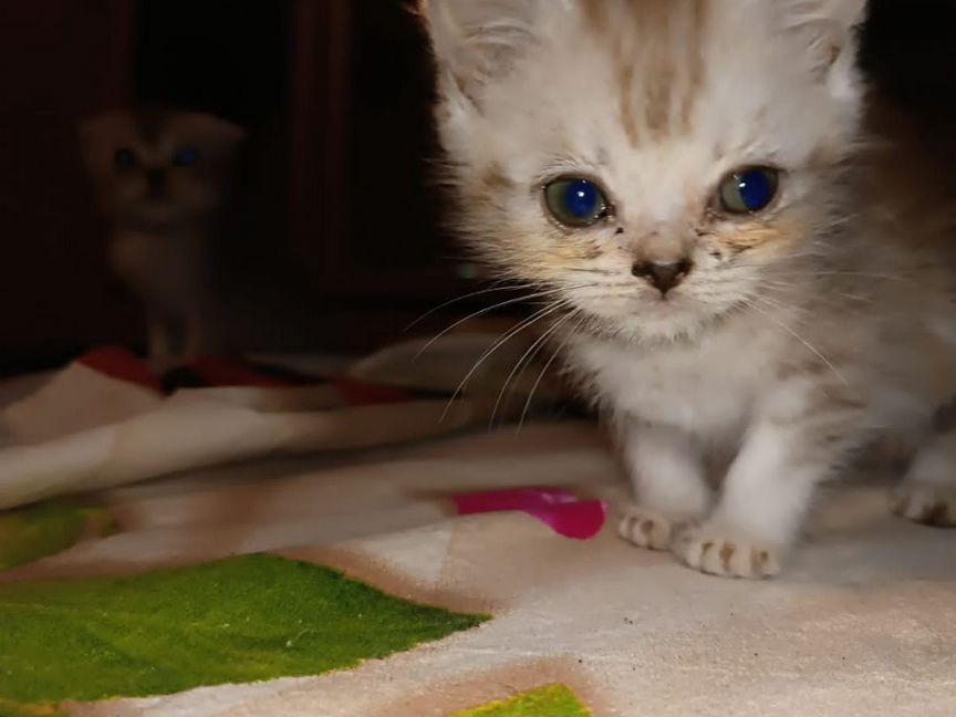 Шотландская вислоухая