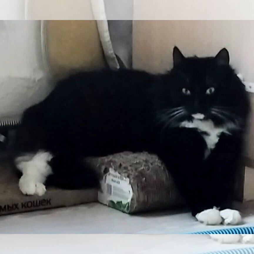 Самая нежная и уютная кошечка а дар