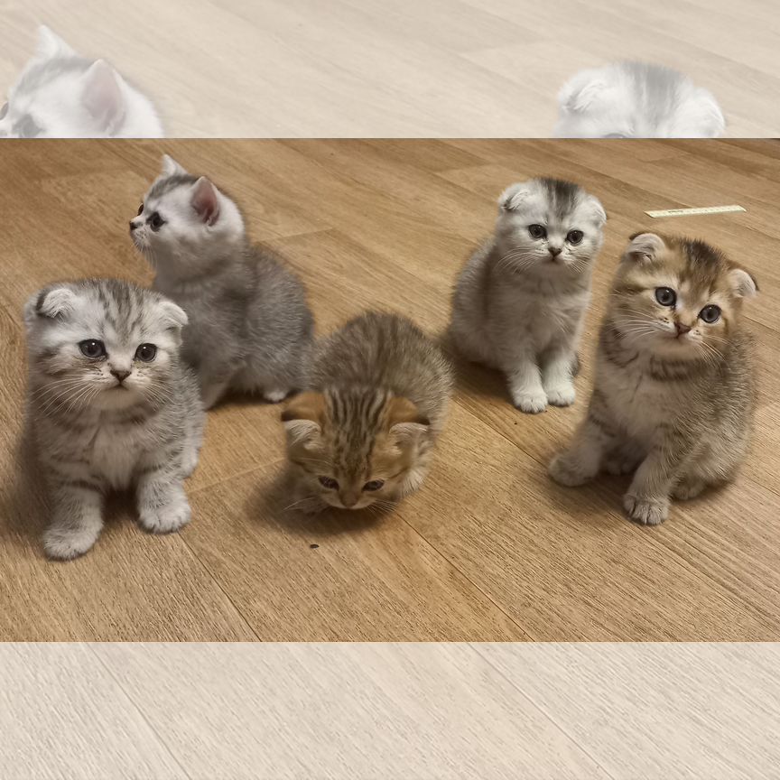 Шотландские котята