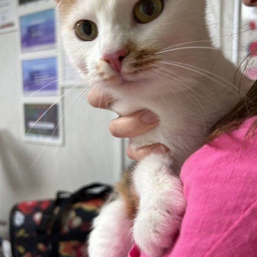 Кошка в добрые руки