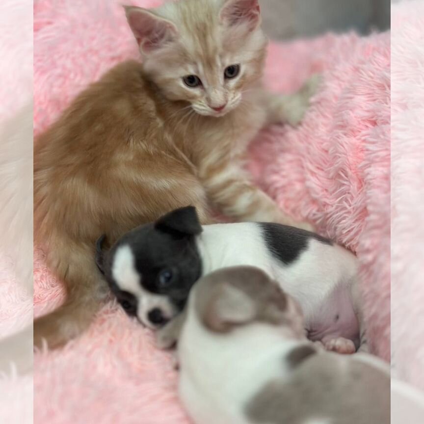 Чихуахуа, щенок