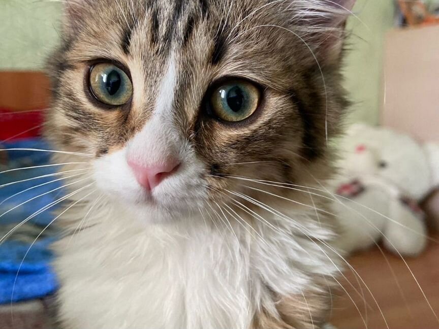 Отдам кота в добрые руки