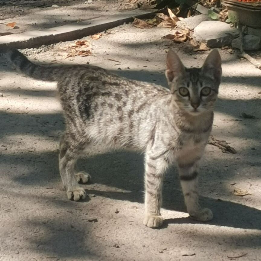 Брошенные котята