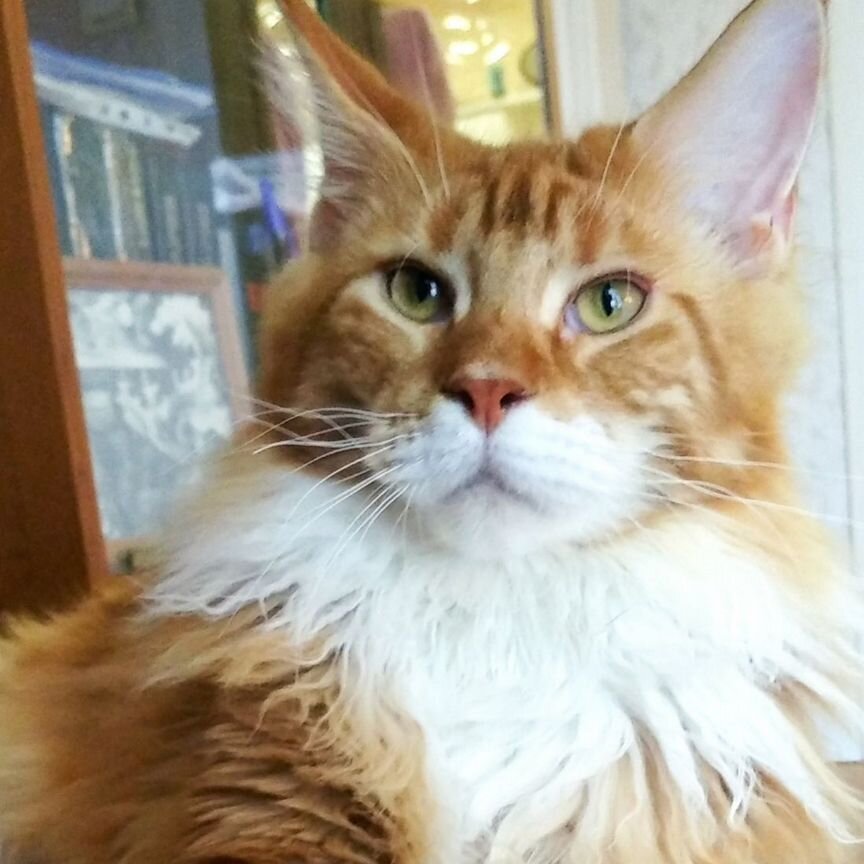 Котята мейн-кун из питомника