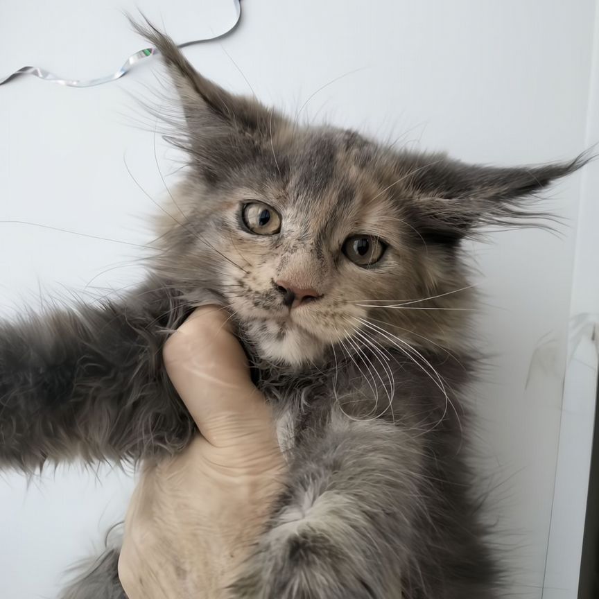 Мейн-кун котёнок